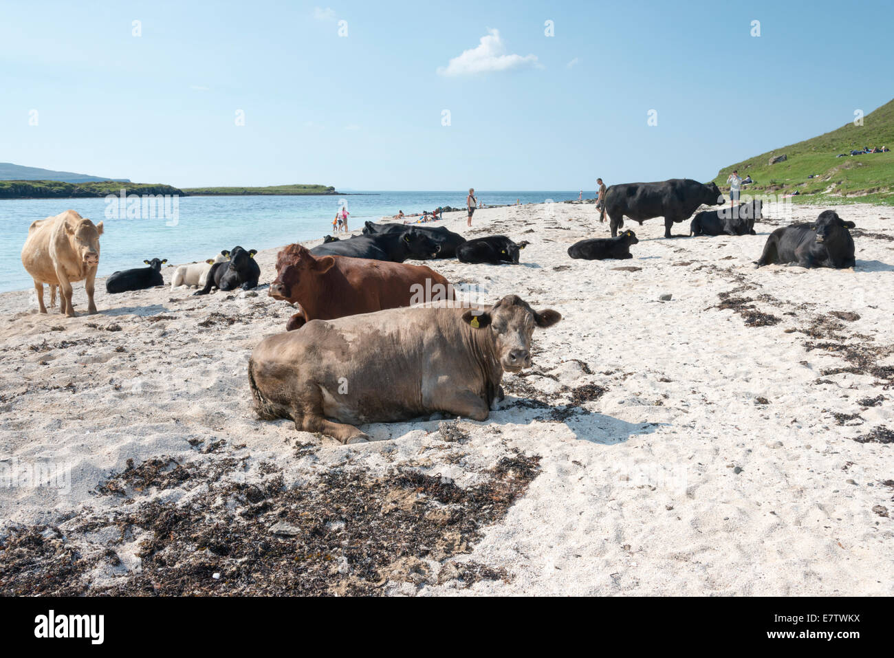Cows relaxing on the Claigan coral beach near Dunvegan Isle of Skye ...