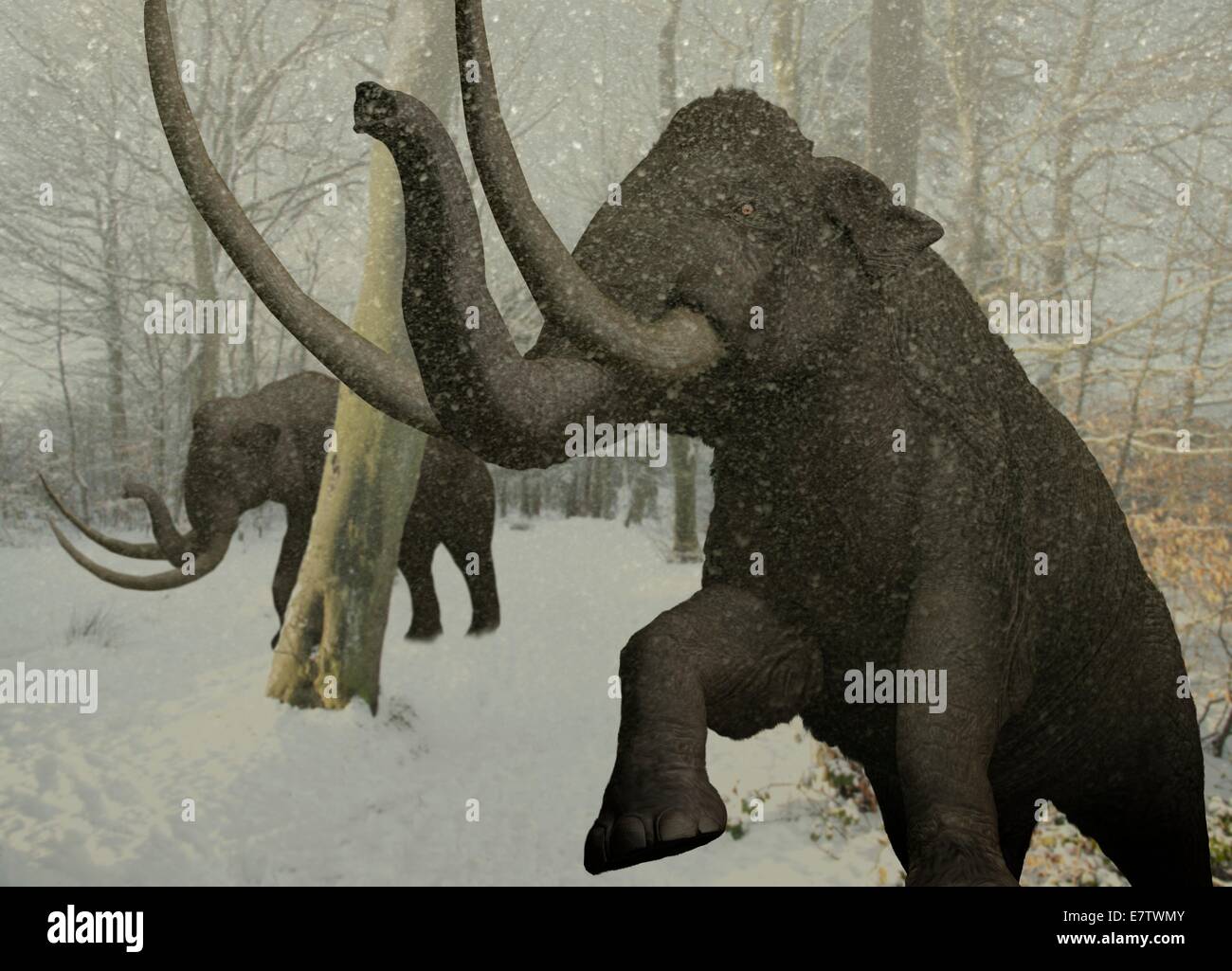 Woolly mammoth in snow hi-res stock photography and images - Alamy