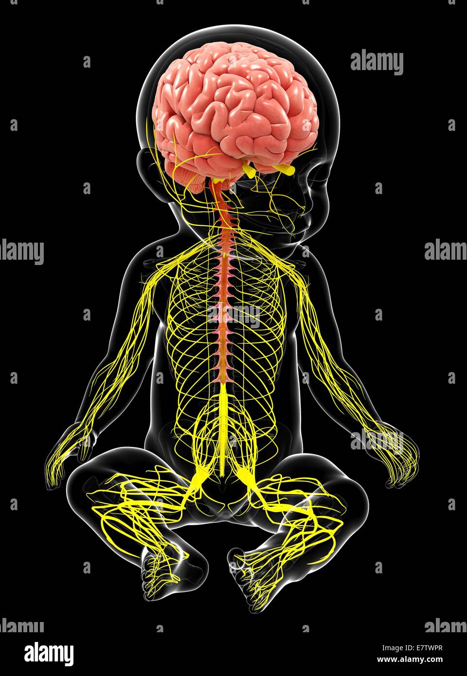 Baby's nervous system, computer artwork Stock Photo - Alamy