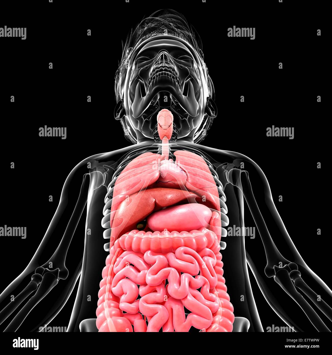 Human anatomy, computer artwork Stock Photo - Alamy
