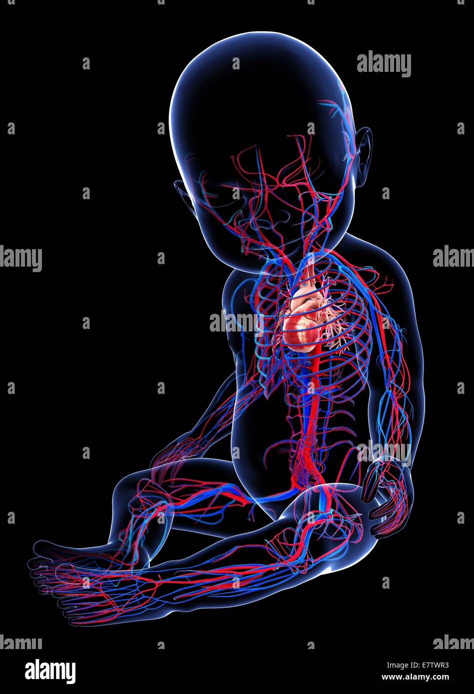 Baby's cardiovascular system, computer artwork Stock Photo - Alamy
