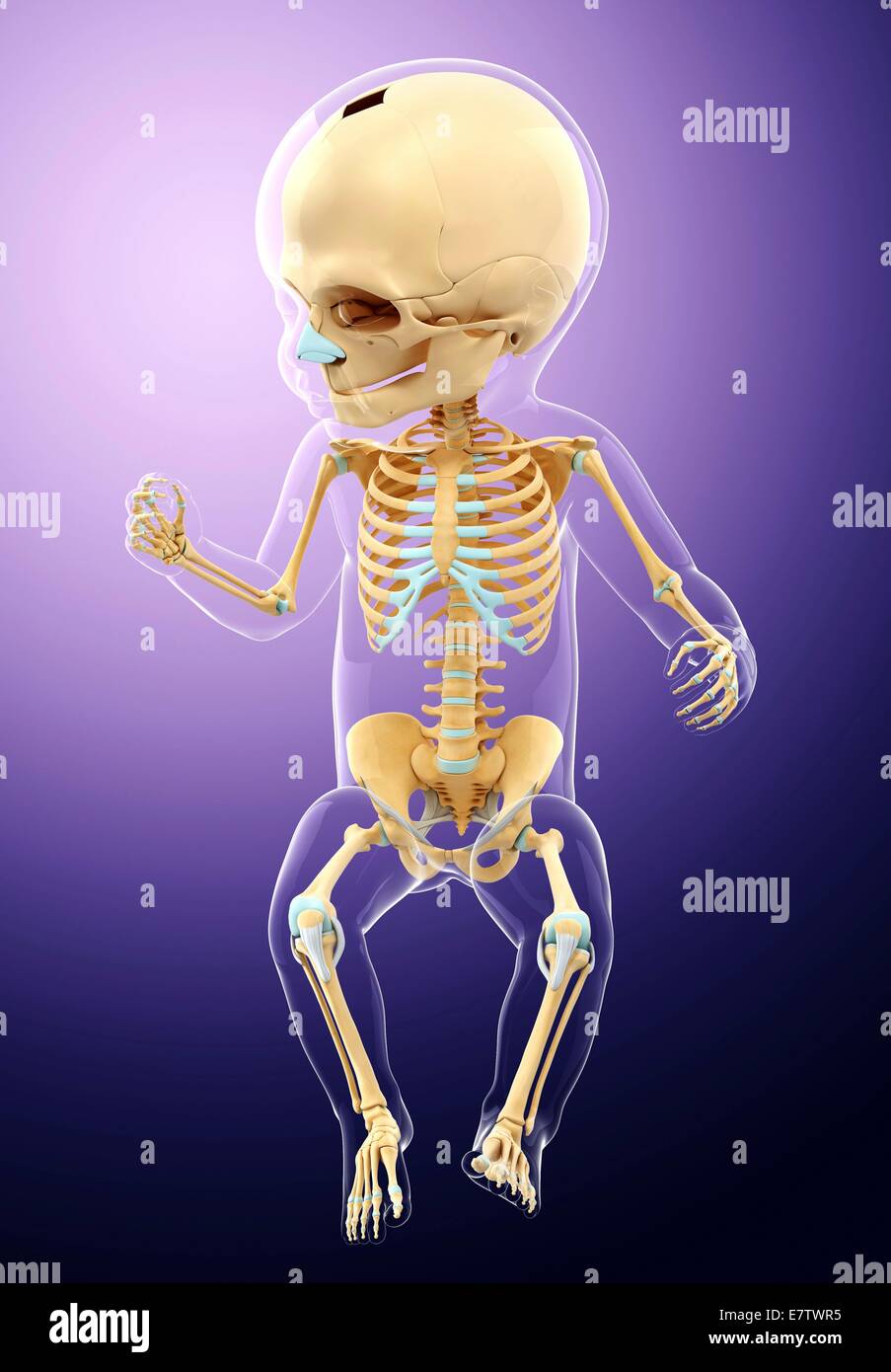 Baby's skeletal system, computer artwork Stock Photo - Alamy