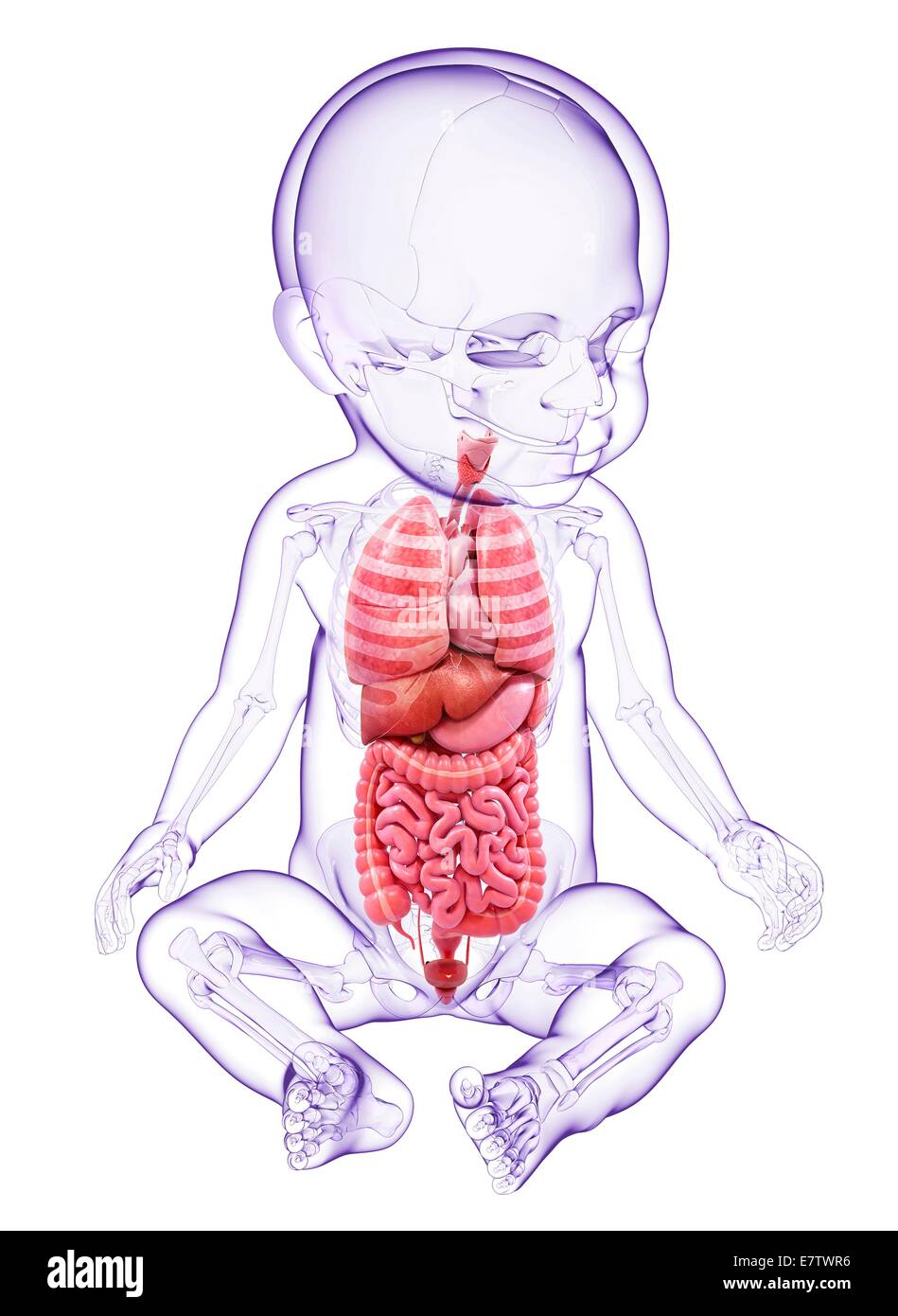 Baby's anatomy, computer artwork Stock Photo - Alamy