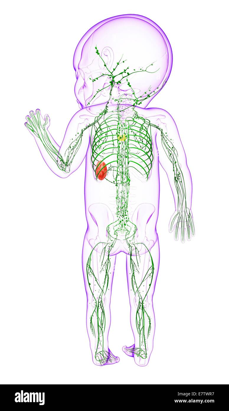 Baby's lymphatic system, computer artwork Stock Photo - Alamy