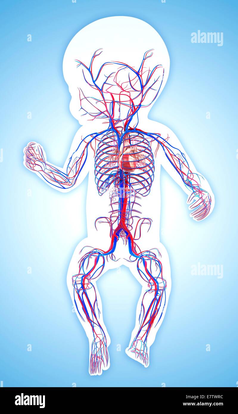 Baby's cardiovascular system, computer artwork Stock Photo - Alamy