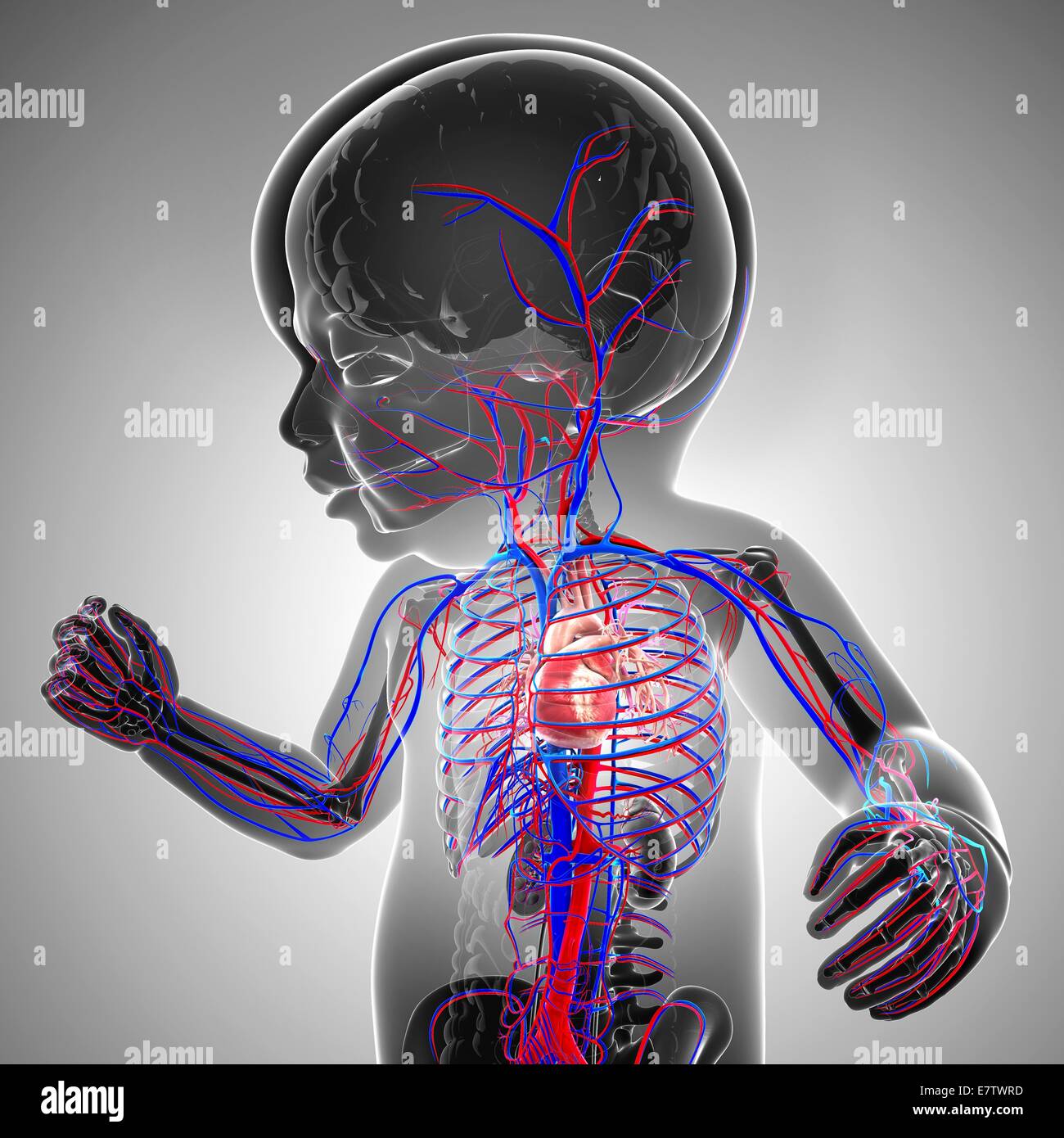 Baby's cardiovascular system, computer artwork Stock Photo - Alamy