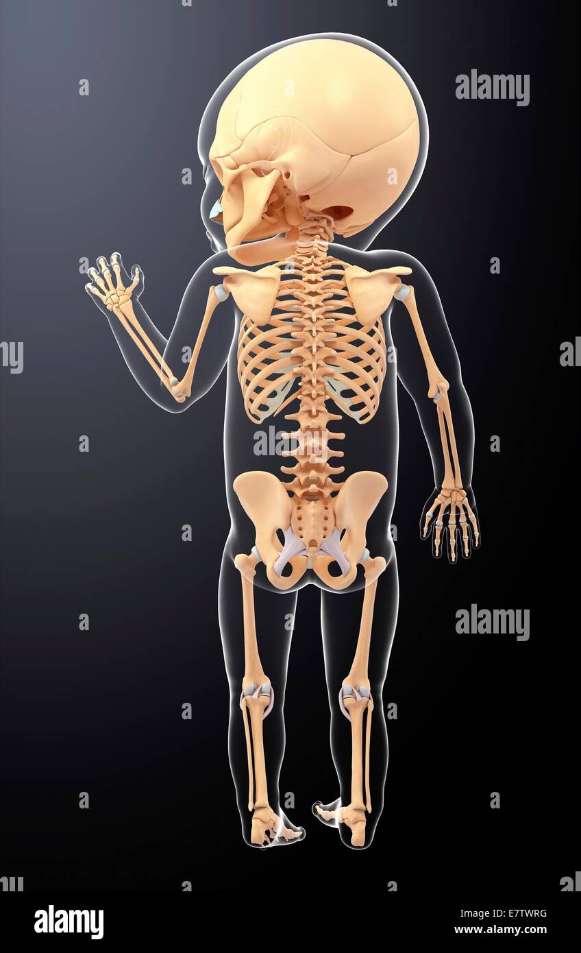 Baby's skeletal system, computer artwork Stock Photo - Alamy