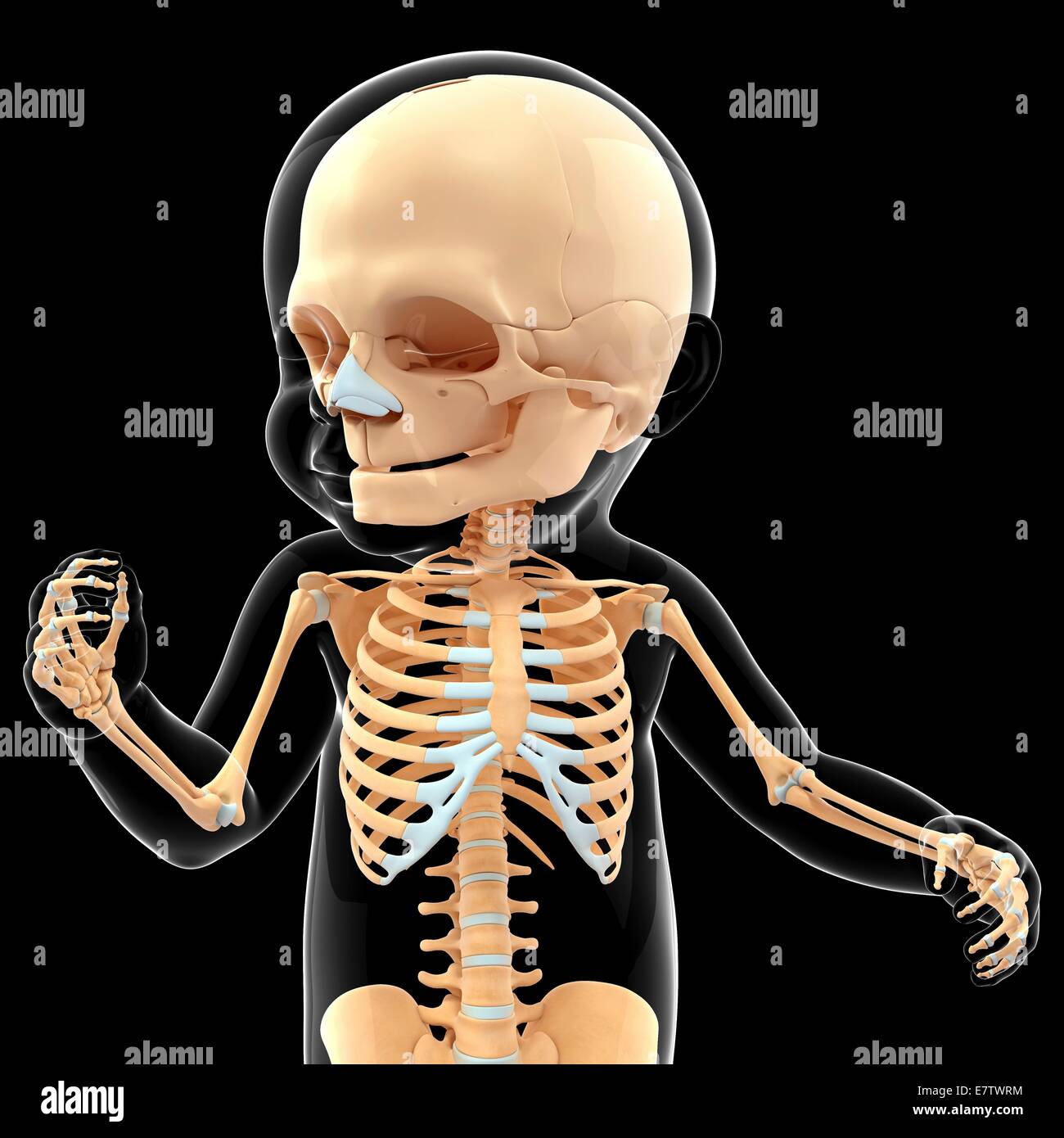 Babys skeletal system hi-res stock photography and images - Alamy