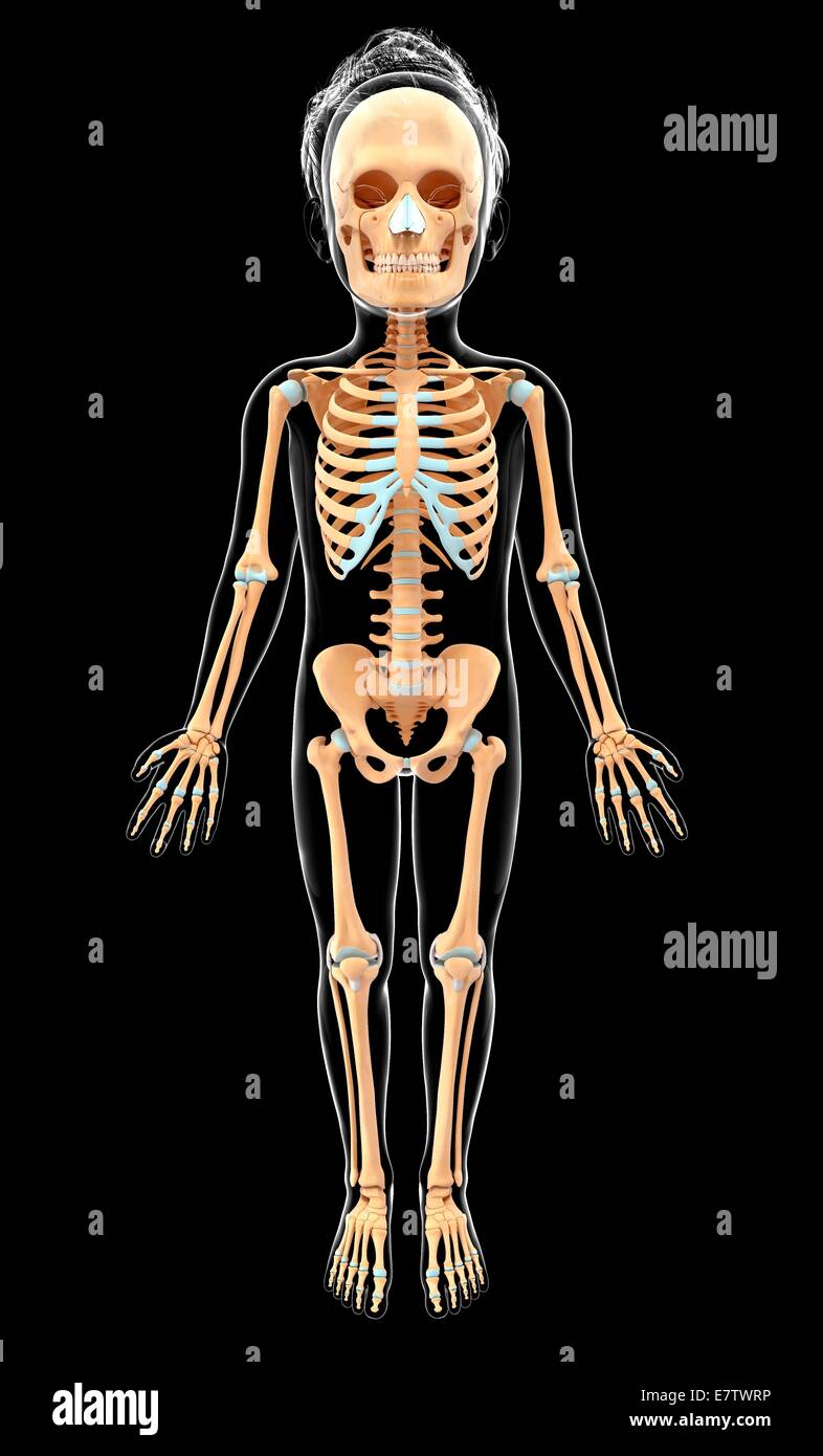 Human skeletal system, computer artwork Stock Photo - Alamy