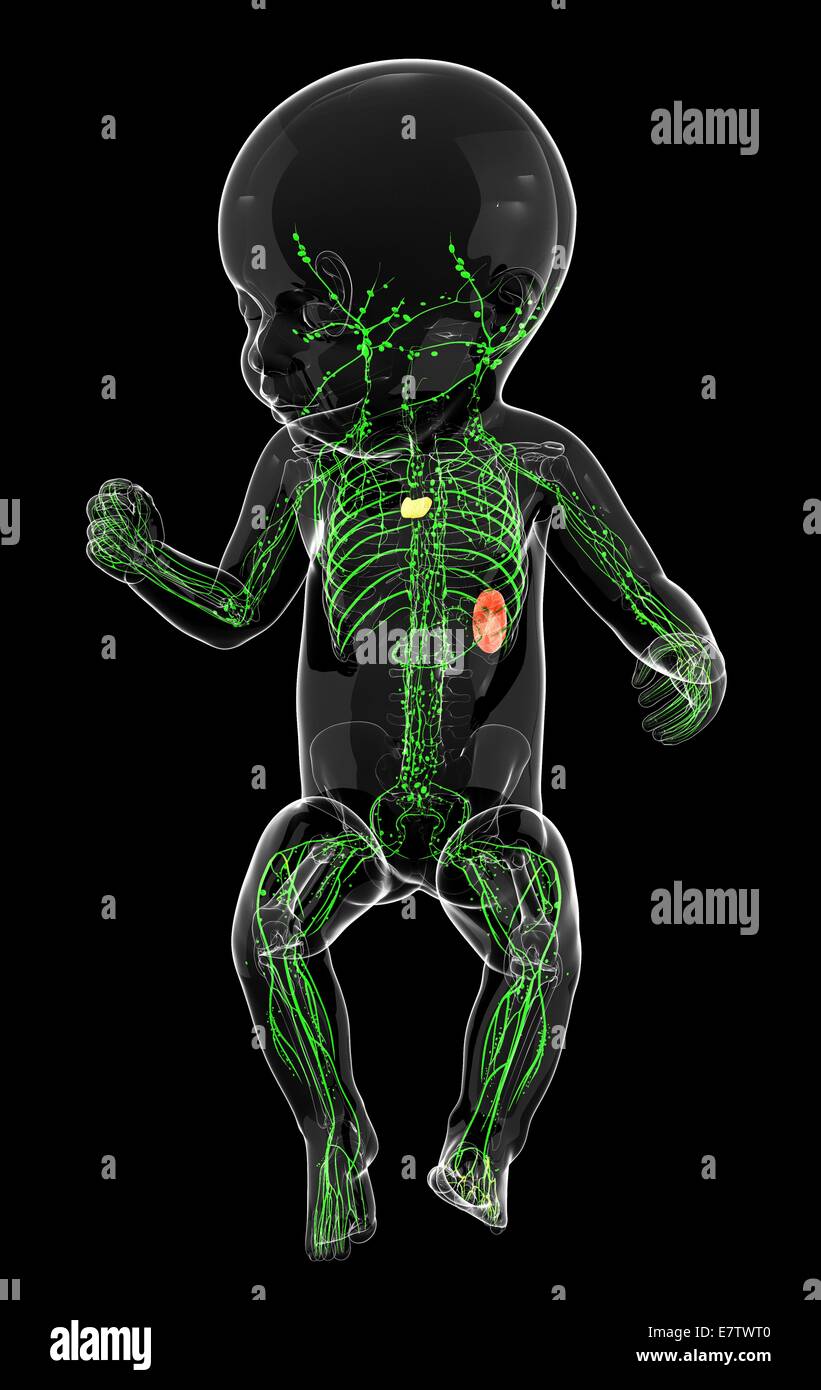 Baby's lymphatic system, computer artwork Stock Photo - Alamy