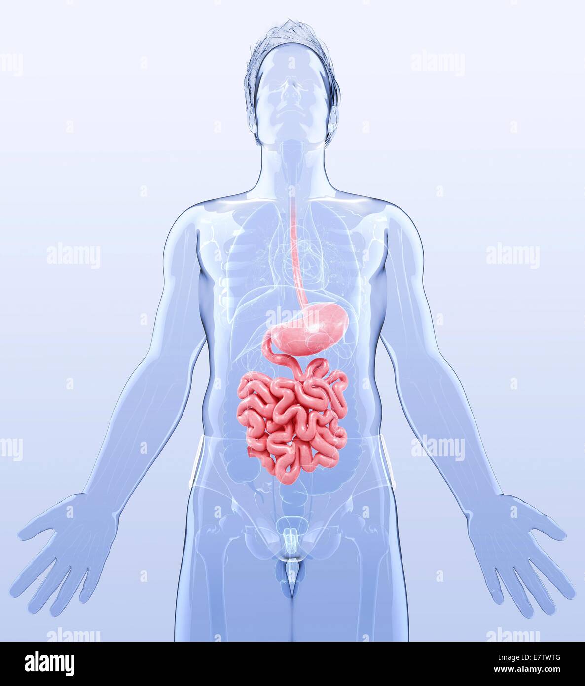 Human digestive system, computer artwork Stock Photo - Alamy