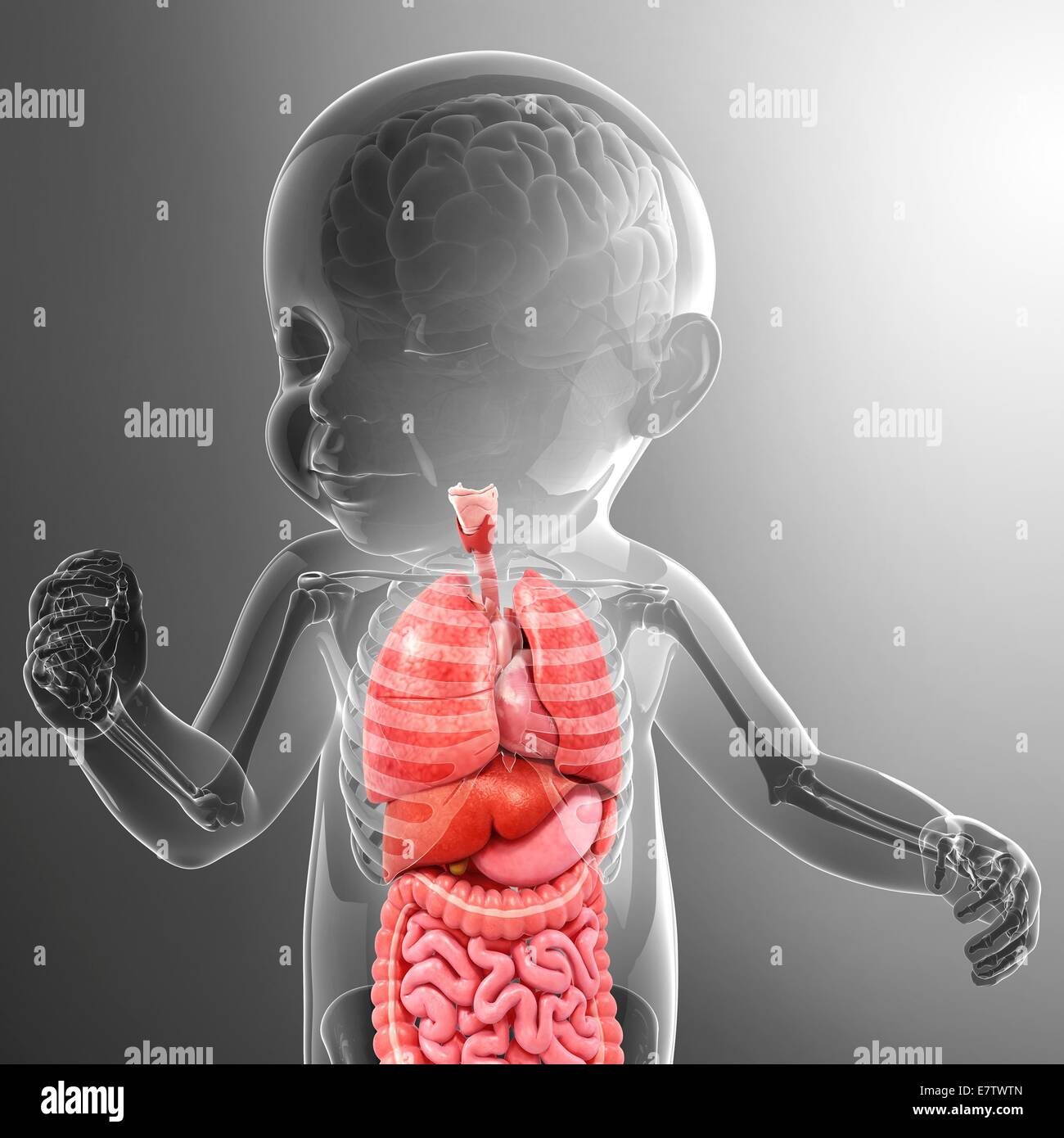 Baby's anatomy, computer artwork Stock Photo - Alamy