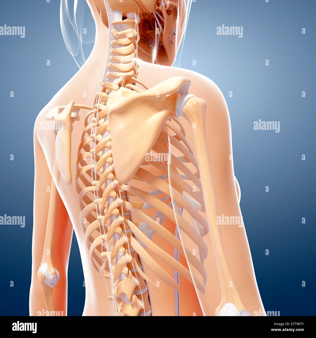 Human skeletal system, computer artwork Stock Photo - Alamy