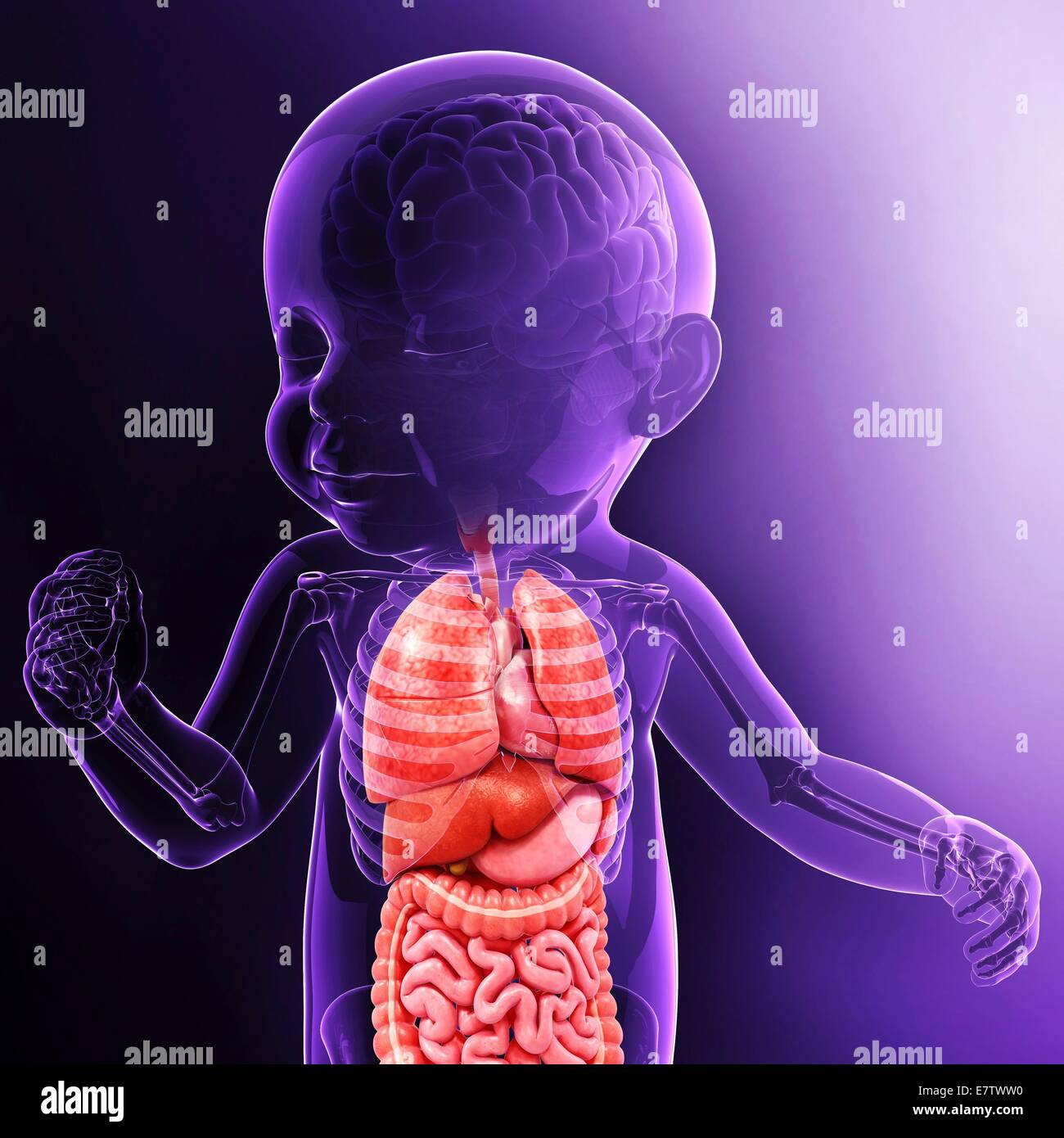 Baby's anatomy, computer artwork Stock Photo - Alamy