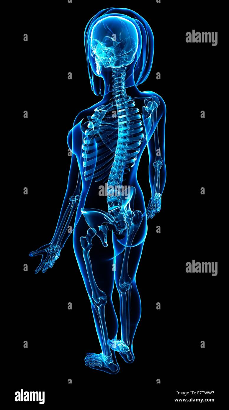 Human skeletal system, computer artwork Stock Photo - Alamy