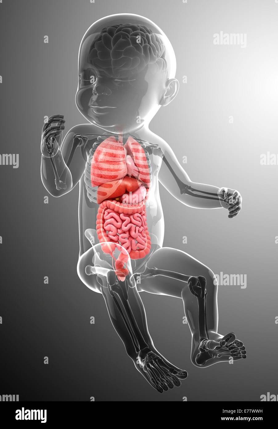 Baby's anatomy, computer artwork Stock Photo - Alamy