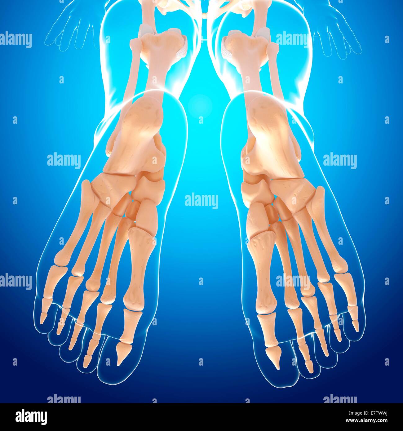 Human heel bones hi-res stock photography and images - Alamy