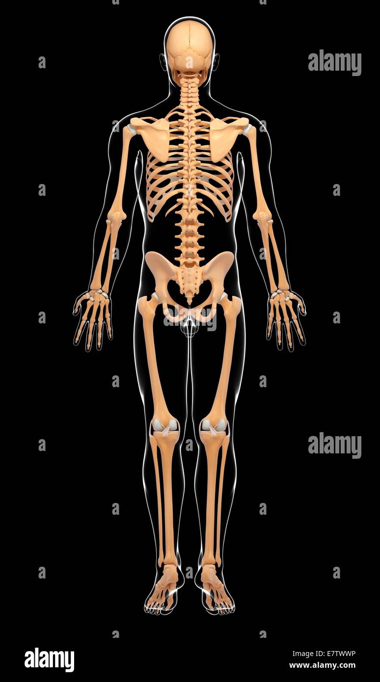 Human skeletal system, computer artwork Stock Photo - Alamy