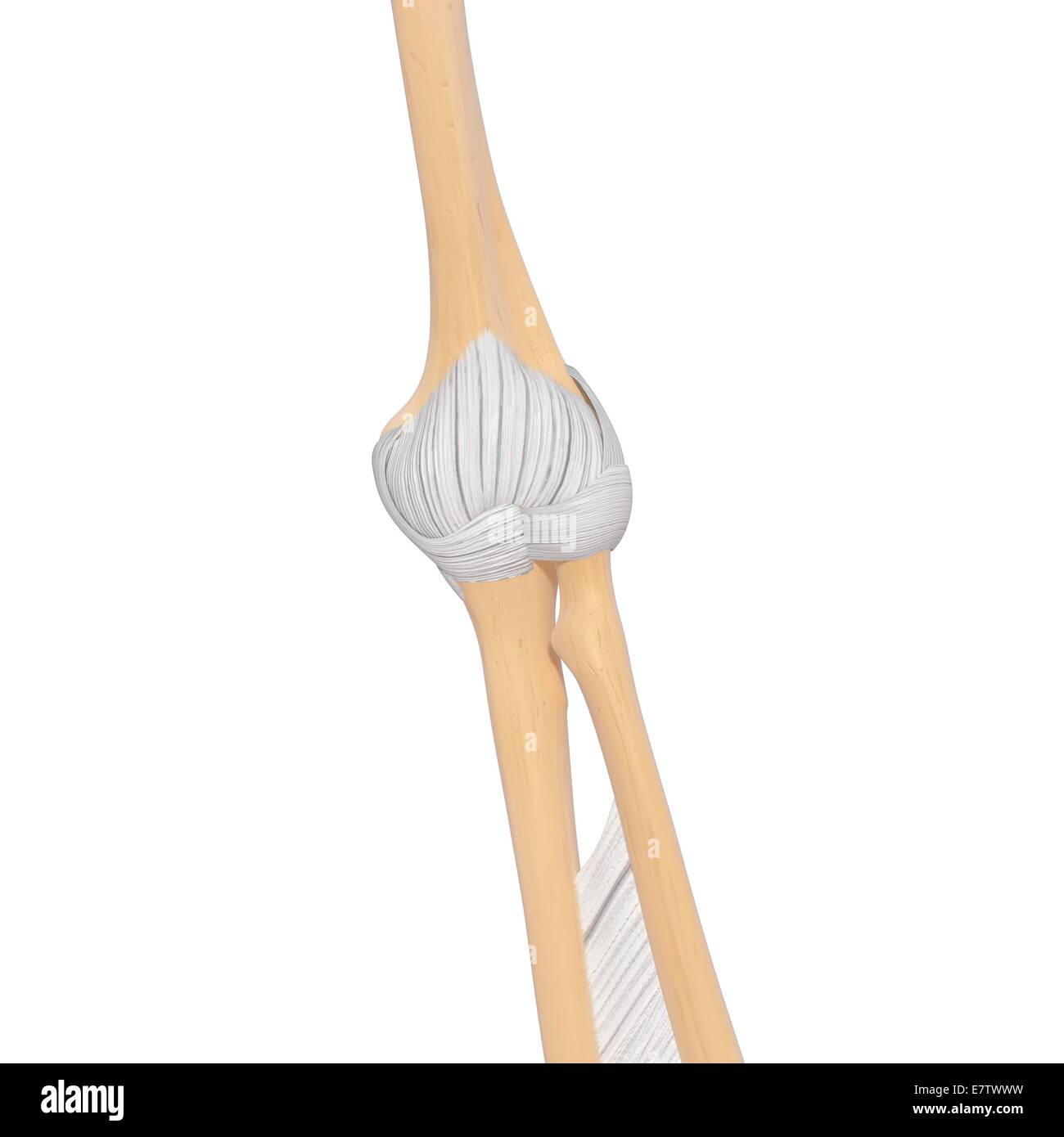 Human arm anatomy, computer artwork Stock Photo - Alamy