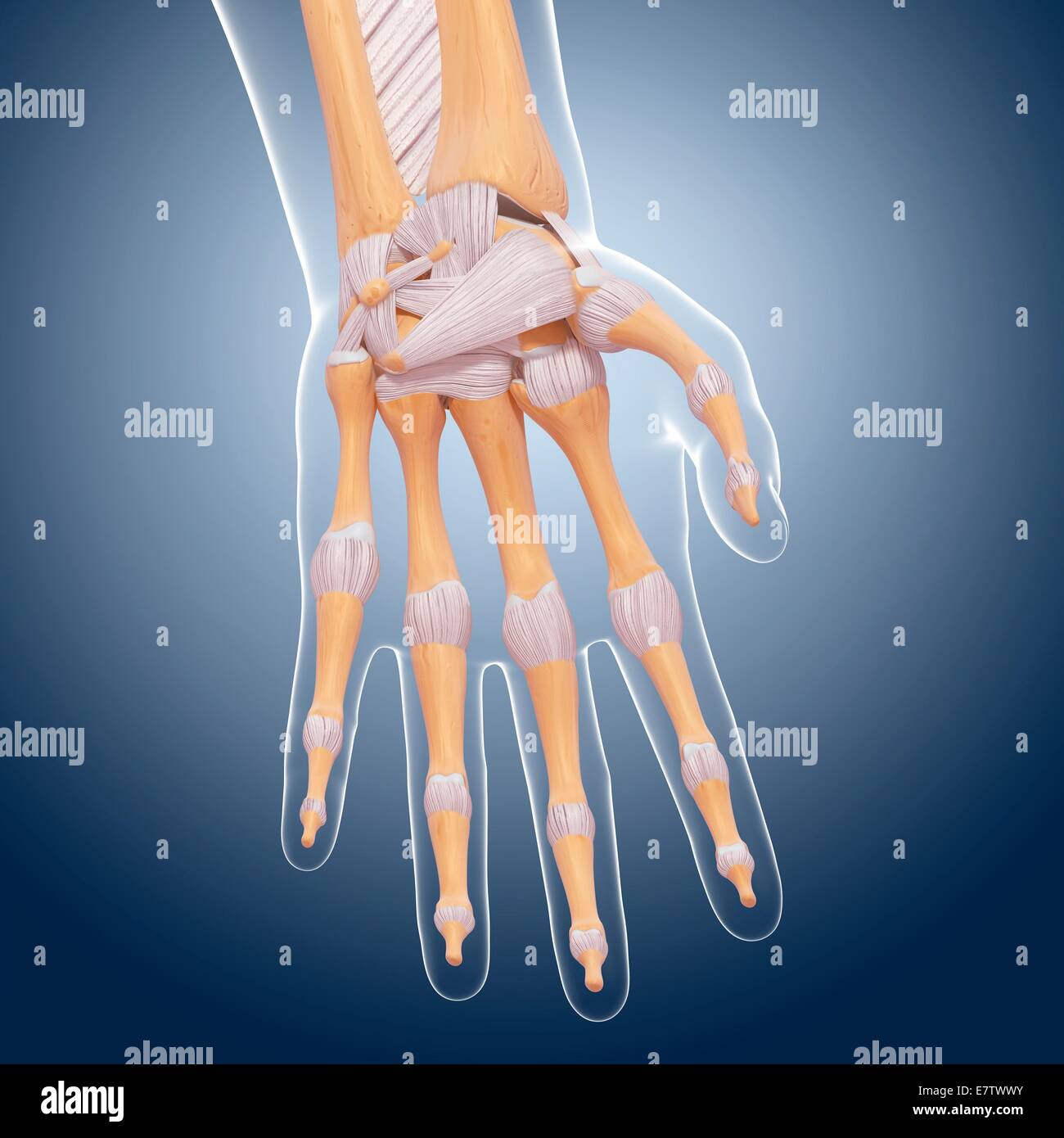 Human hand anatomy, computer artwork Stock Photo - Alamy