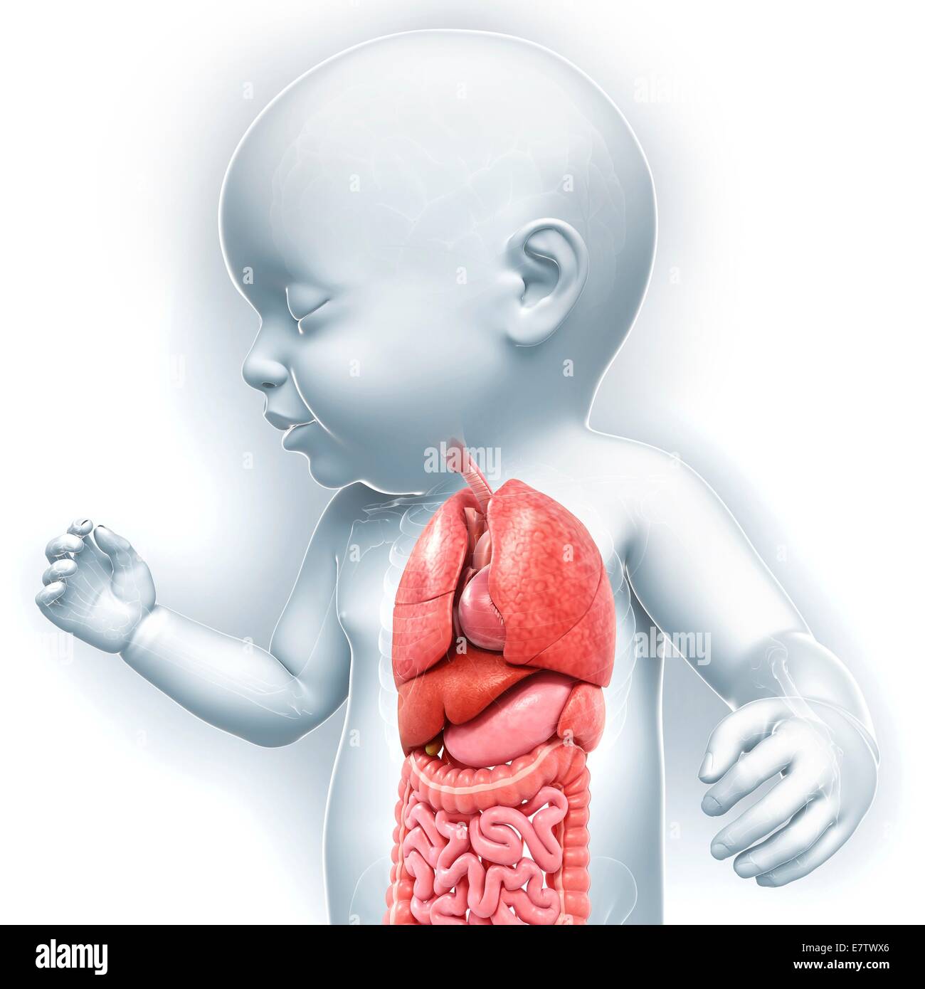 Baby's anatomy, computer artwork Stock Photo - Alamy