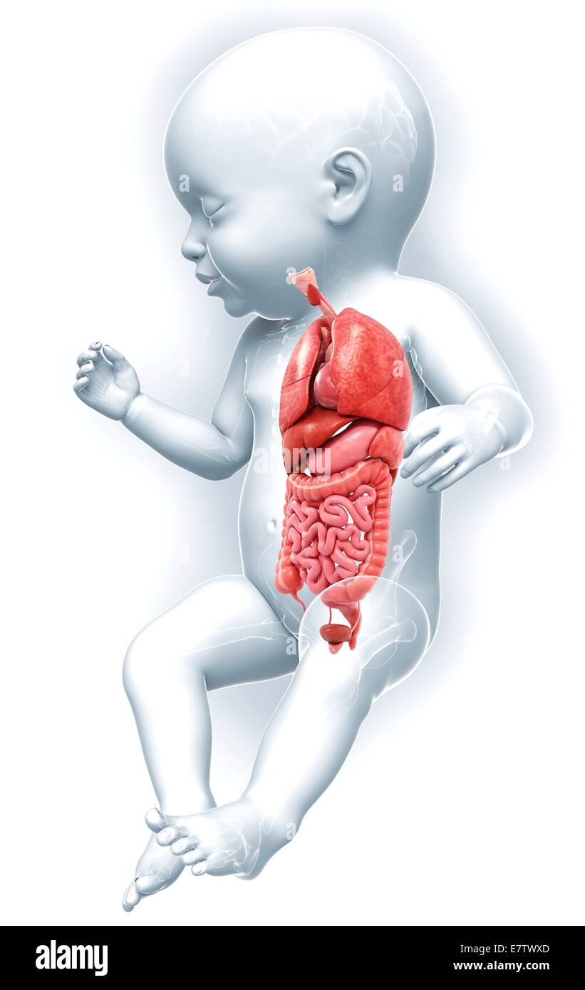 Baby's anatomy, computer artwork Stock Photo - Alamy