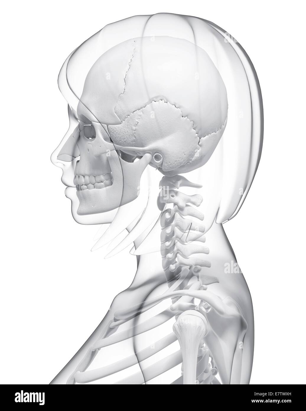 Human skull, computer artwork Stock Photo - Alamy