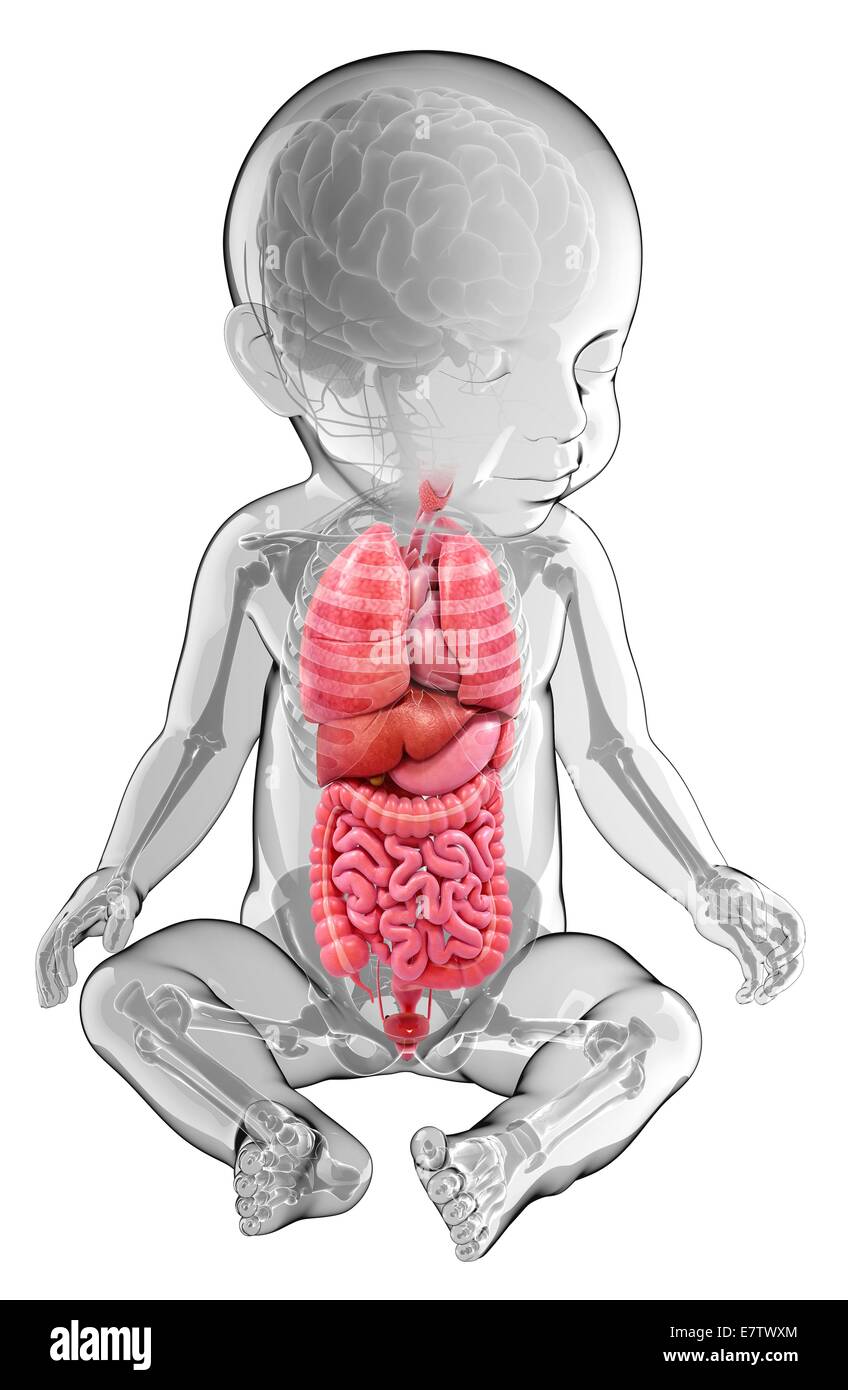 Baby's anatomy, computer artwork Stock Photo - Alamy