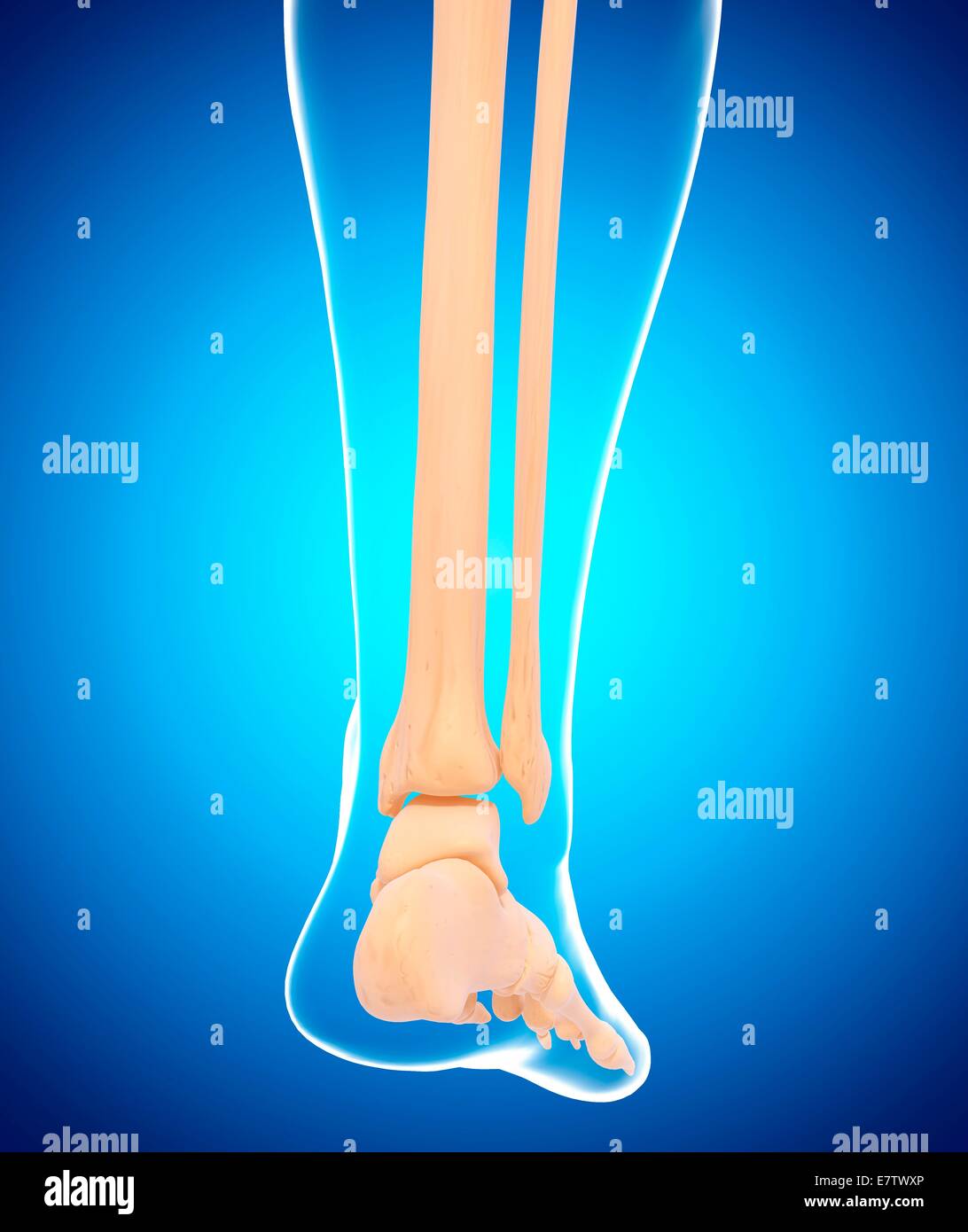 Human Heel Bones High Resolution Stock Photography and Images - Alamy