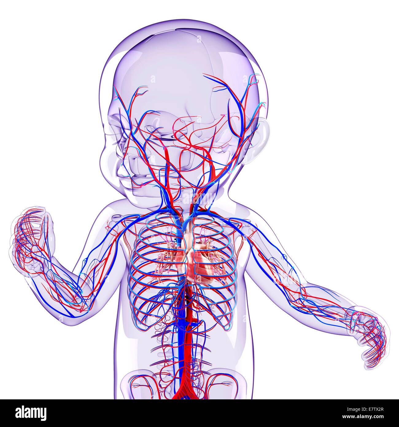 Baby's cardiovascular system, computer artwork Stock Photo - Alamy