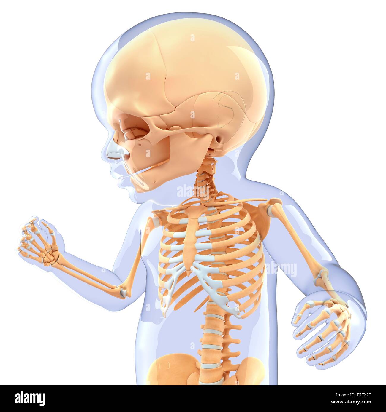 Babys skeletal system hi-res stock photography and images - Alamy