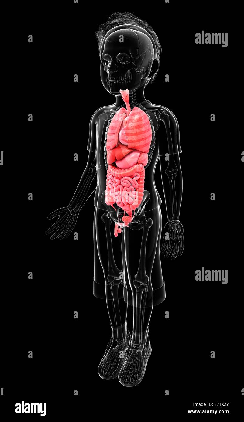 Human anatomy, computer artwork Stock Photo - Alamy