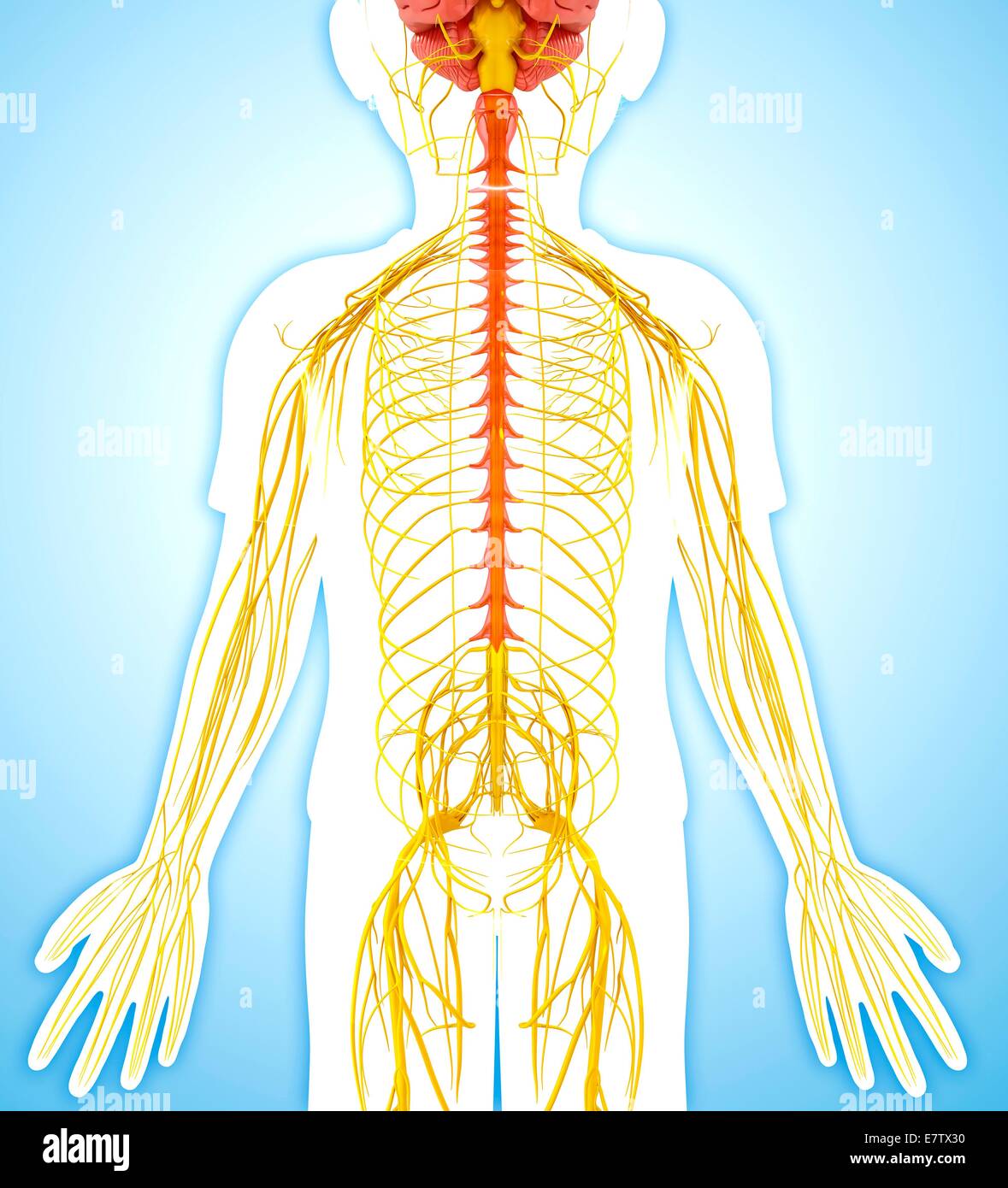 Human nervous system, computer artwork Stock Photo - Alamy
