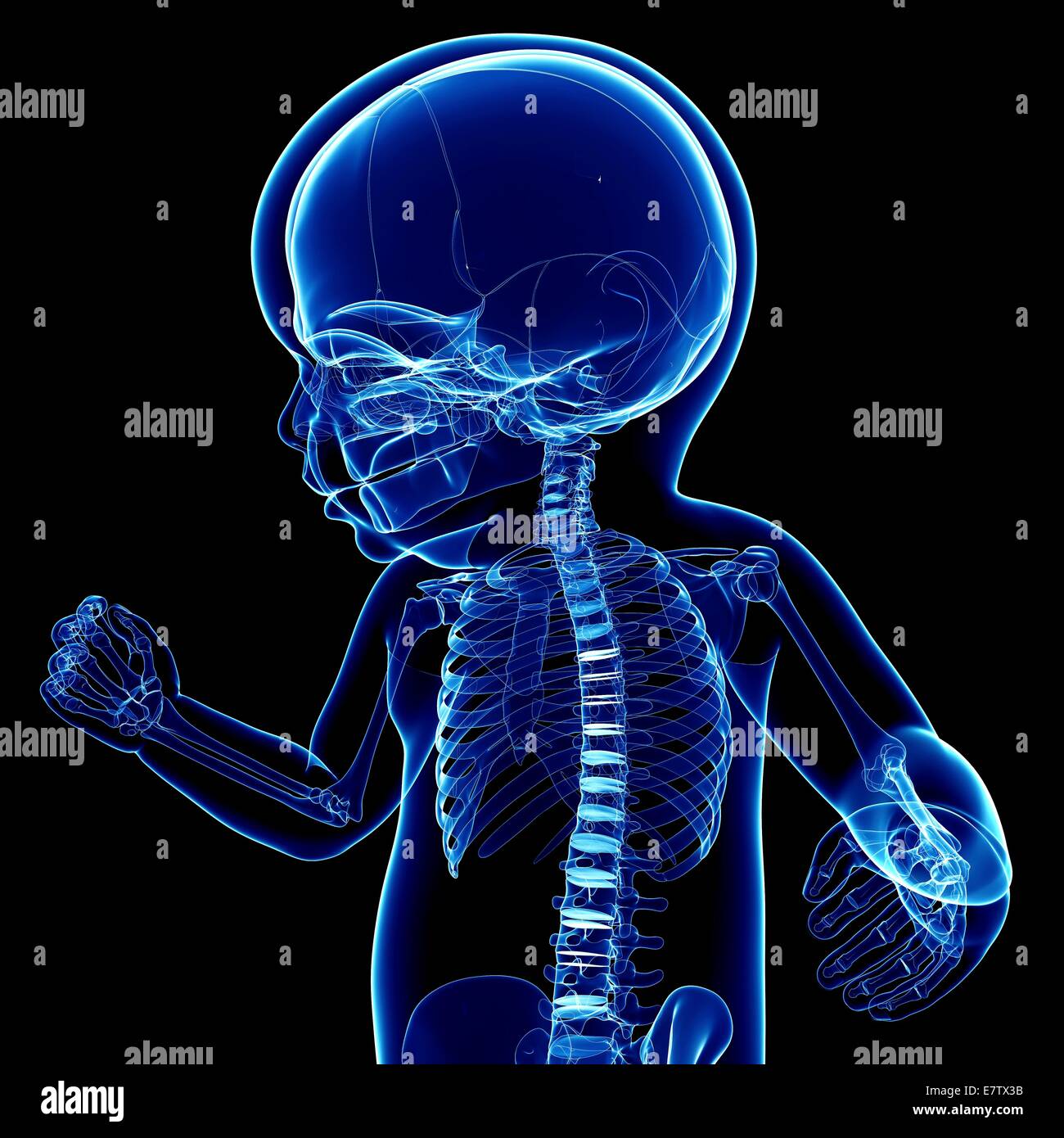 Babys skeletal system hi-res stock photography and images - Alamy