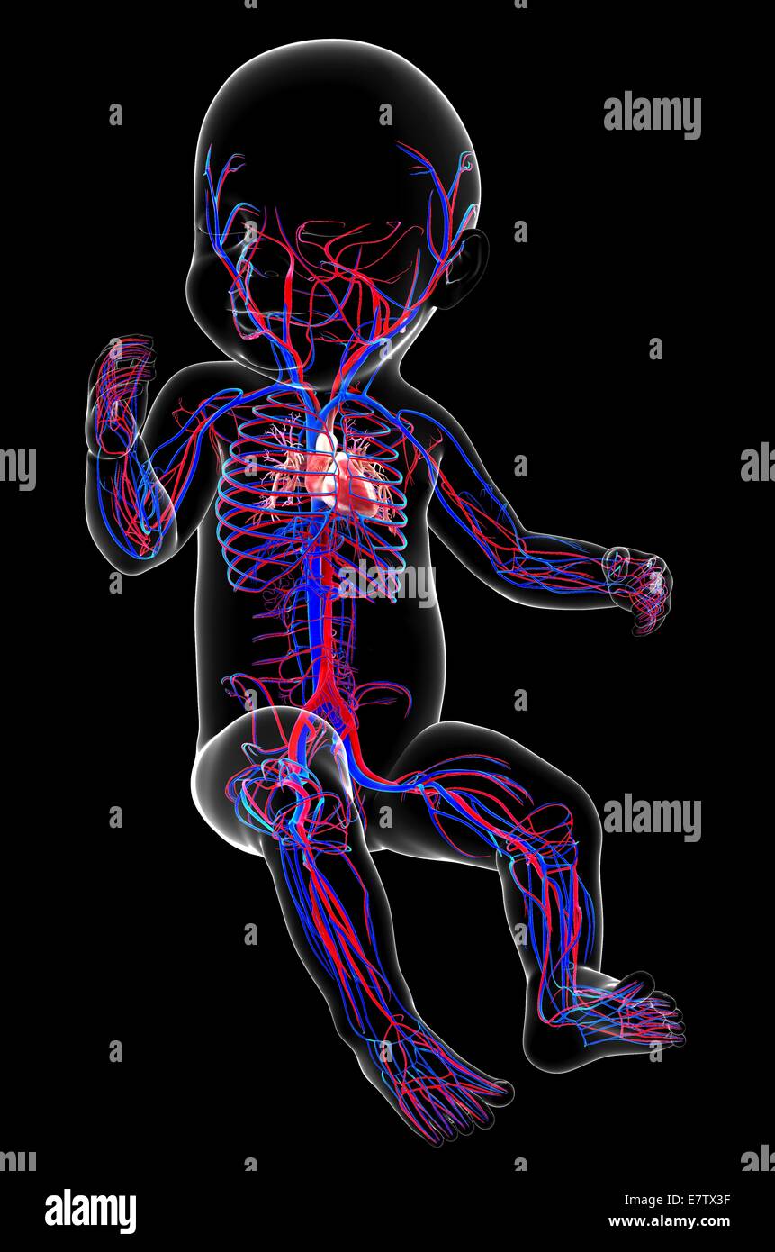 Baby's cardiovascular system, computer artwork Stock Photo - Alamy