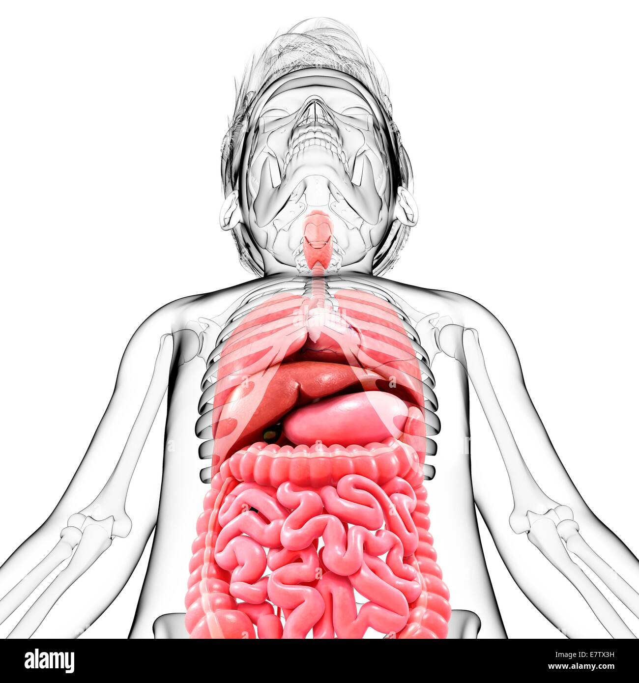 Human anatomy, computer artwork Stock Photo - Alamy