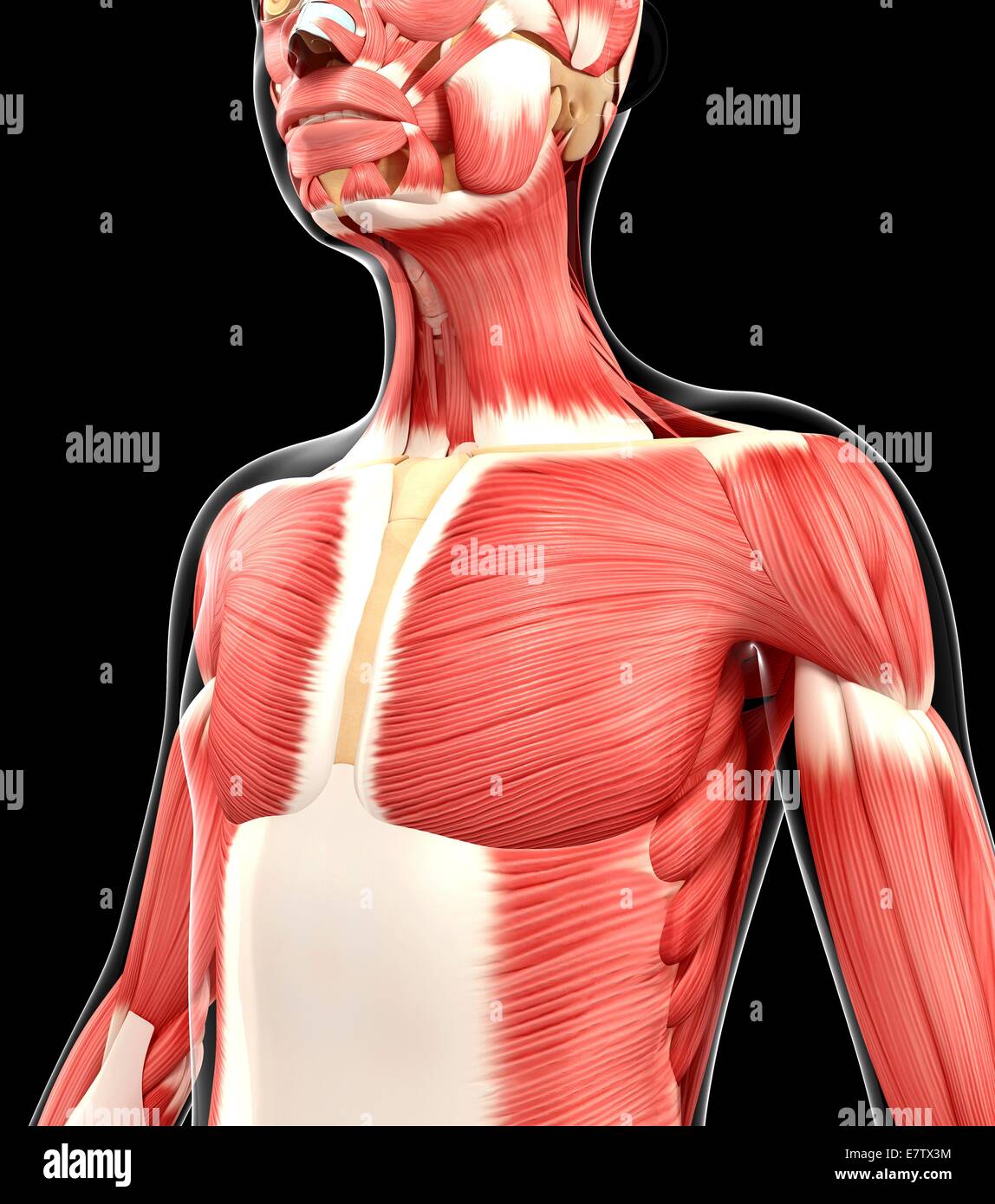 Human muscular system, computer artwork Stock Photo - Alamy