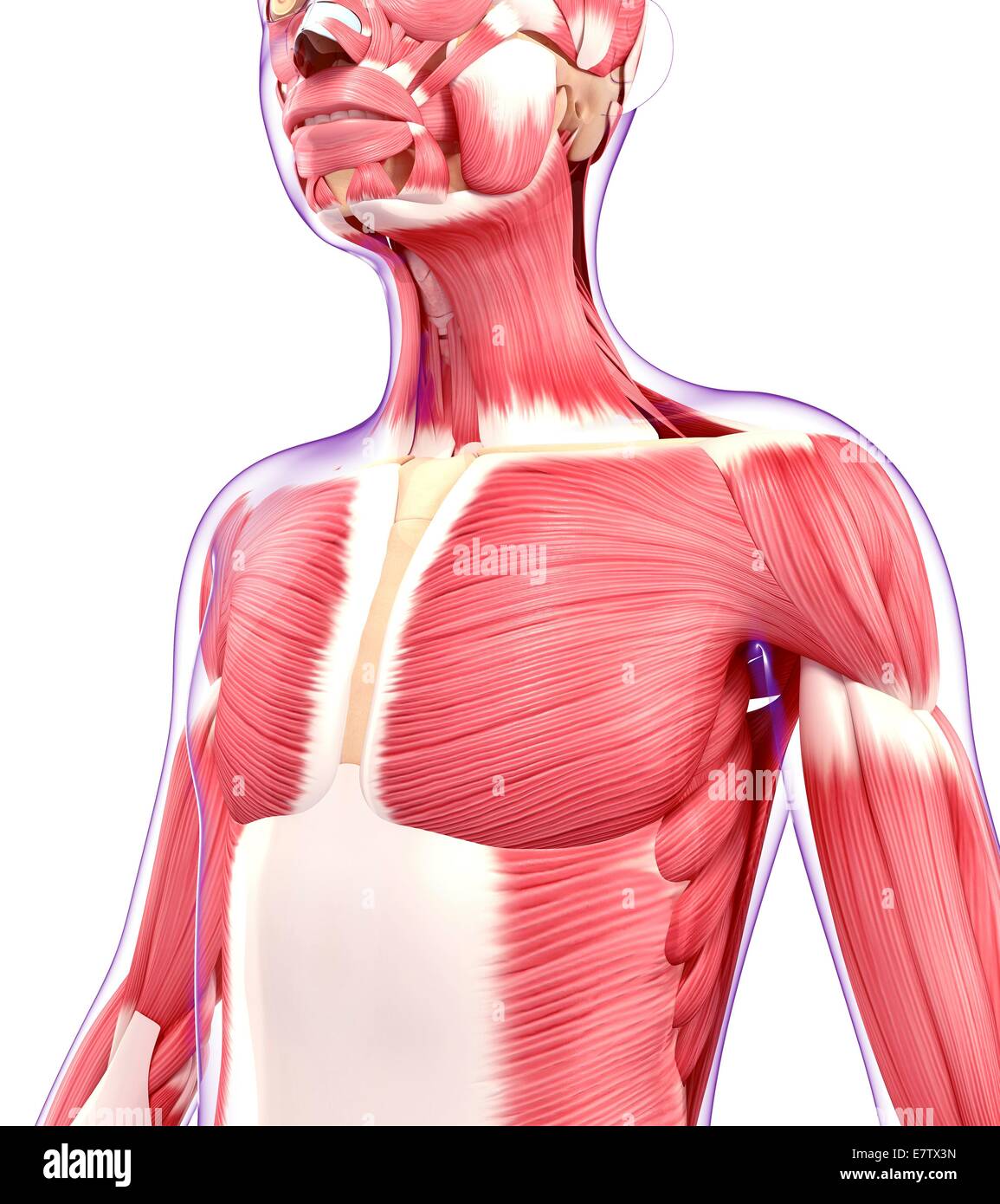 Human muscular system, computer artwork Stock Photo - Alamy