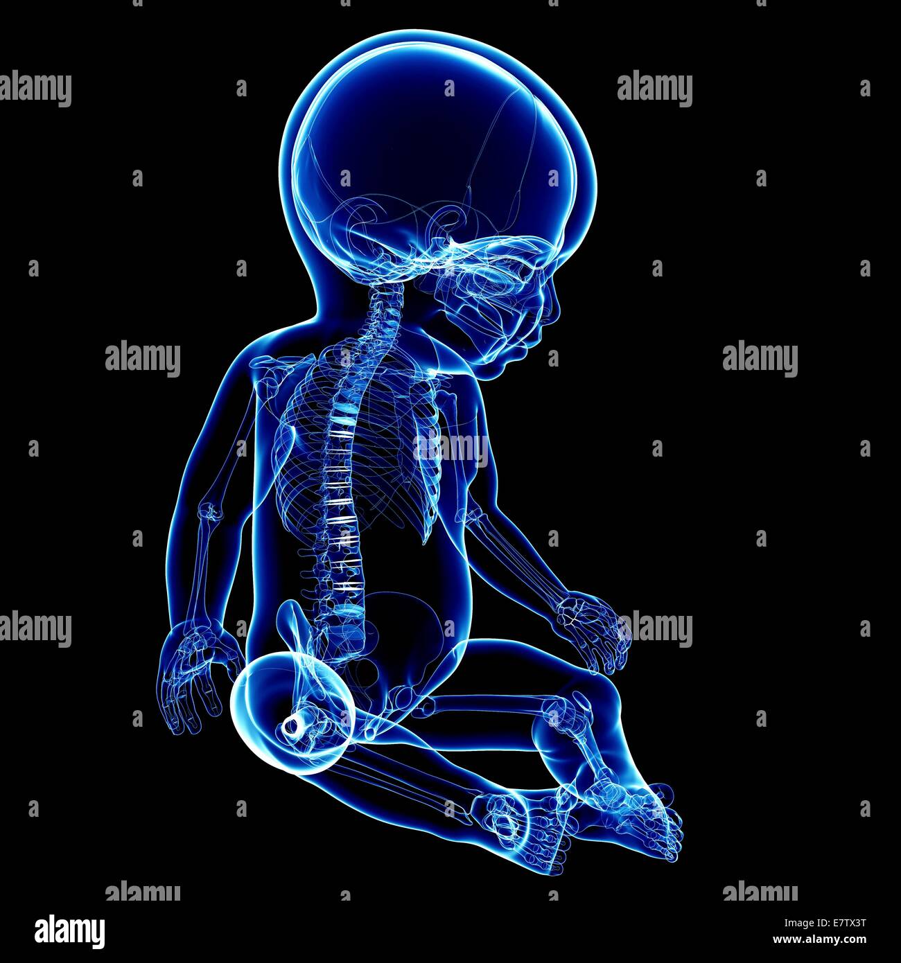 Babys skeletal system hi-res stock photography and images - Alamy
