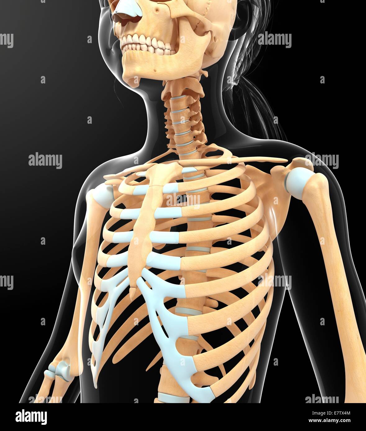 Human skeletal system, computer artwork Stock Photo - Alamy