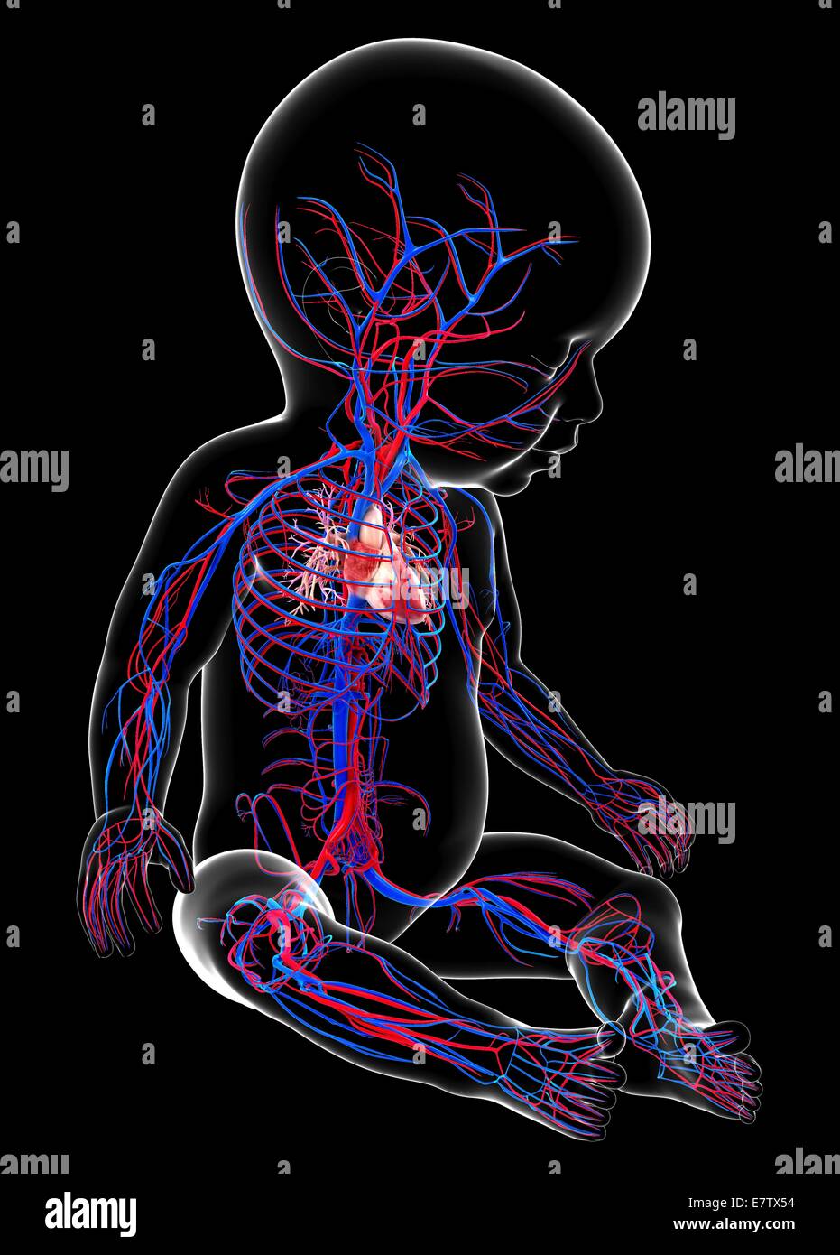 Babys cardiovascular system hi-res stock photography and images - Alamy