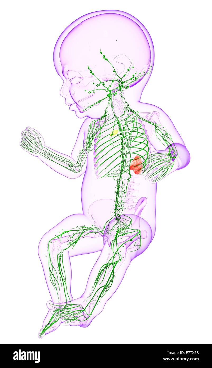 Baby's lymphatic system, computer artwork Stock Photo - Alamy