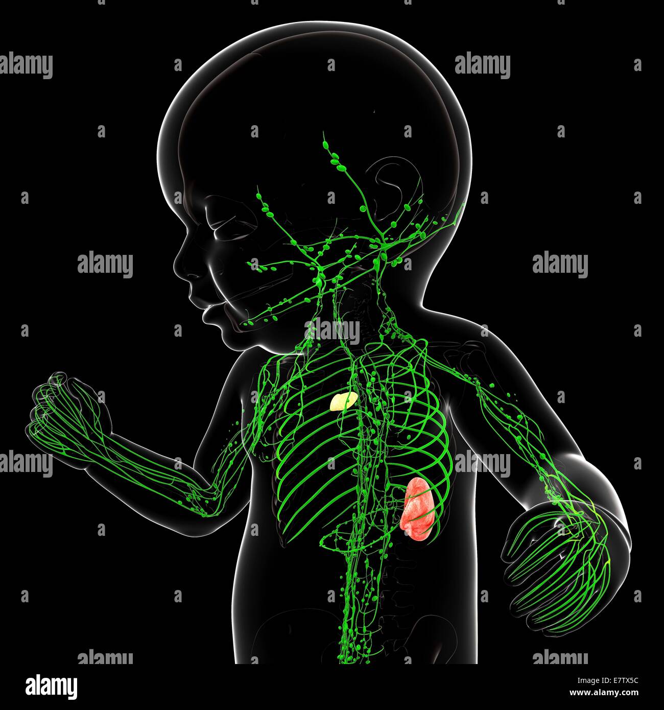 Baby's lymphatic system, computer artwork Stock Photo - Alamy
