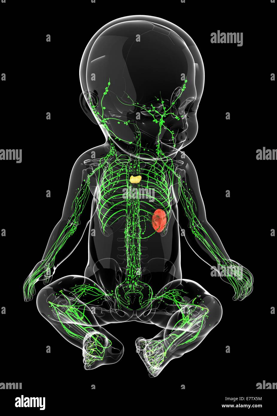 Baby's lymphatic system, computer artwork Stock Photo - Alamy