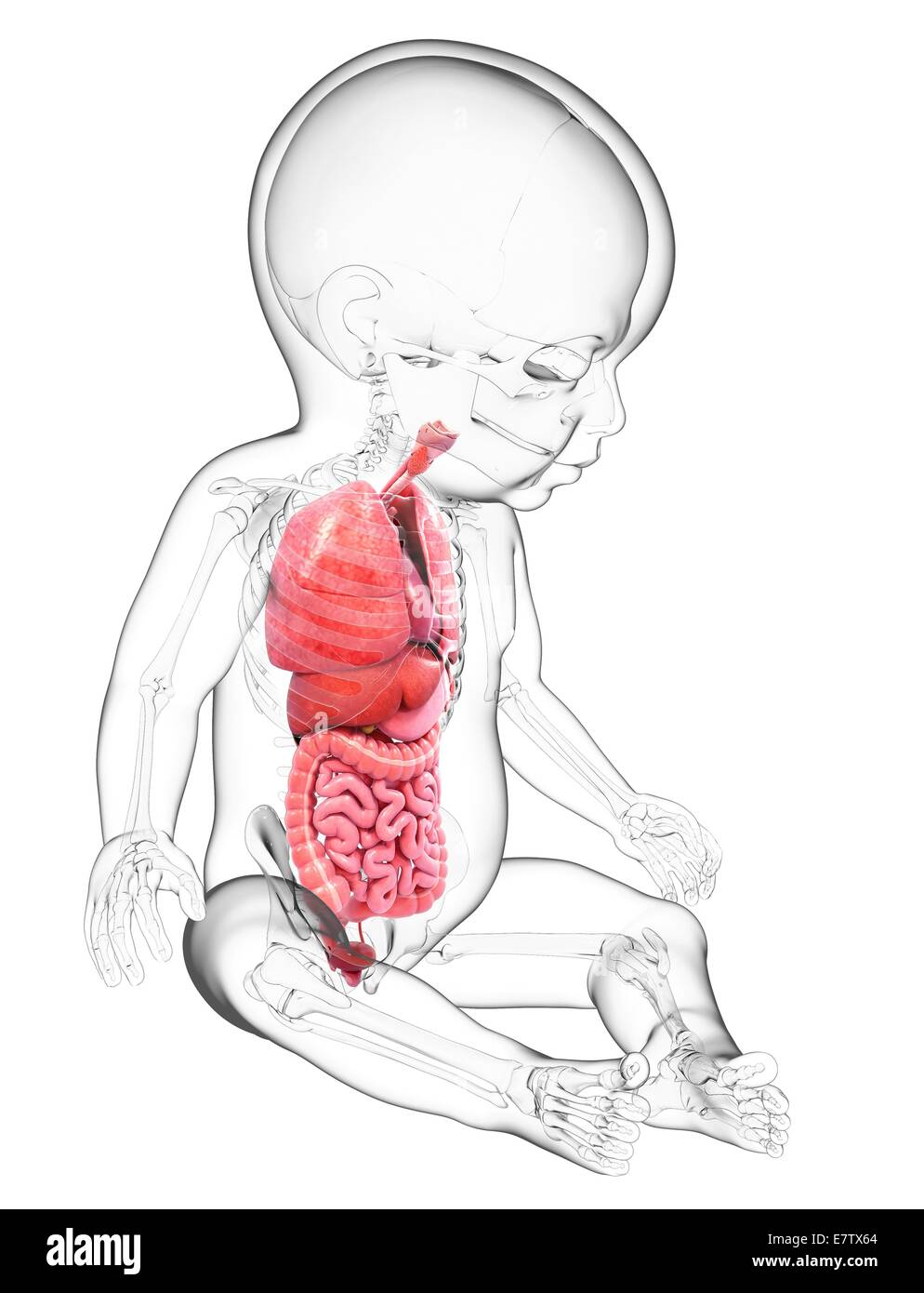 Baby's anatomy, computer artwork Stock Photo - Alamy