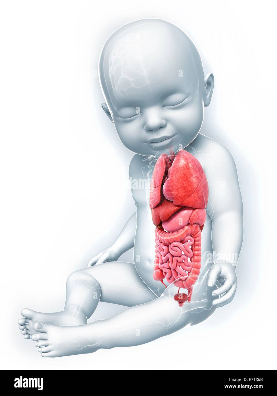 Baby's anatomy, computer artwork Stock Photo - Alamy