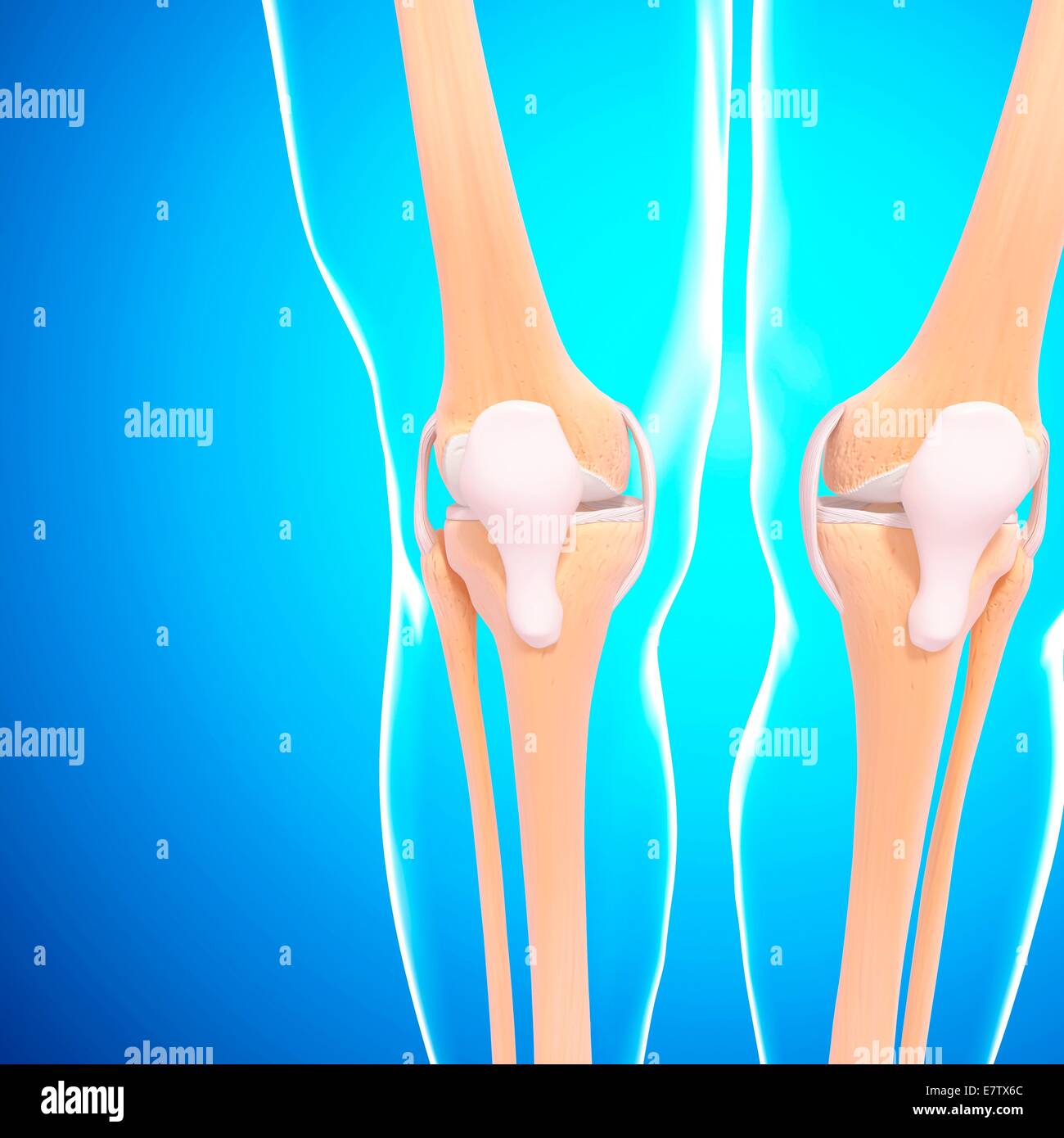 Human knee joints, computer artwork Stock Photo - Alamy