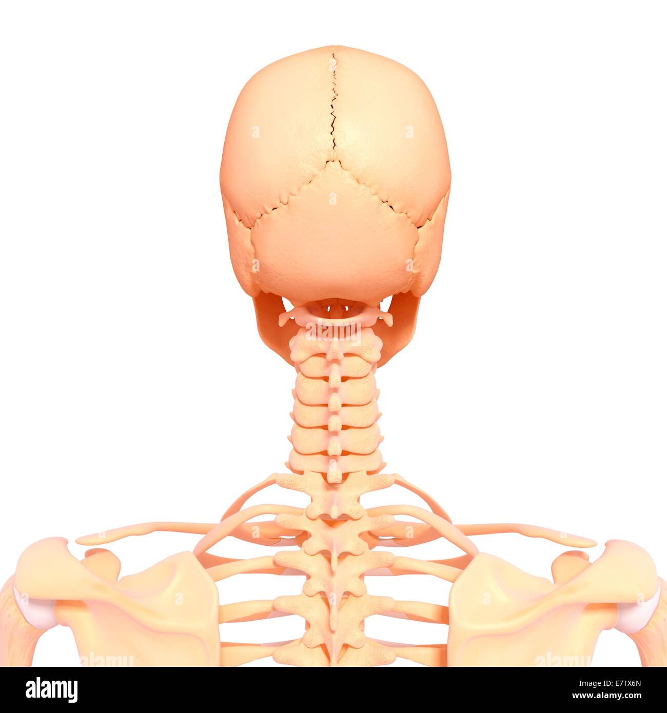 Human skull, computer artwork Stock Photo - Alamy