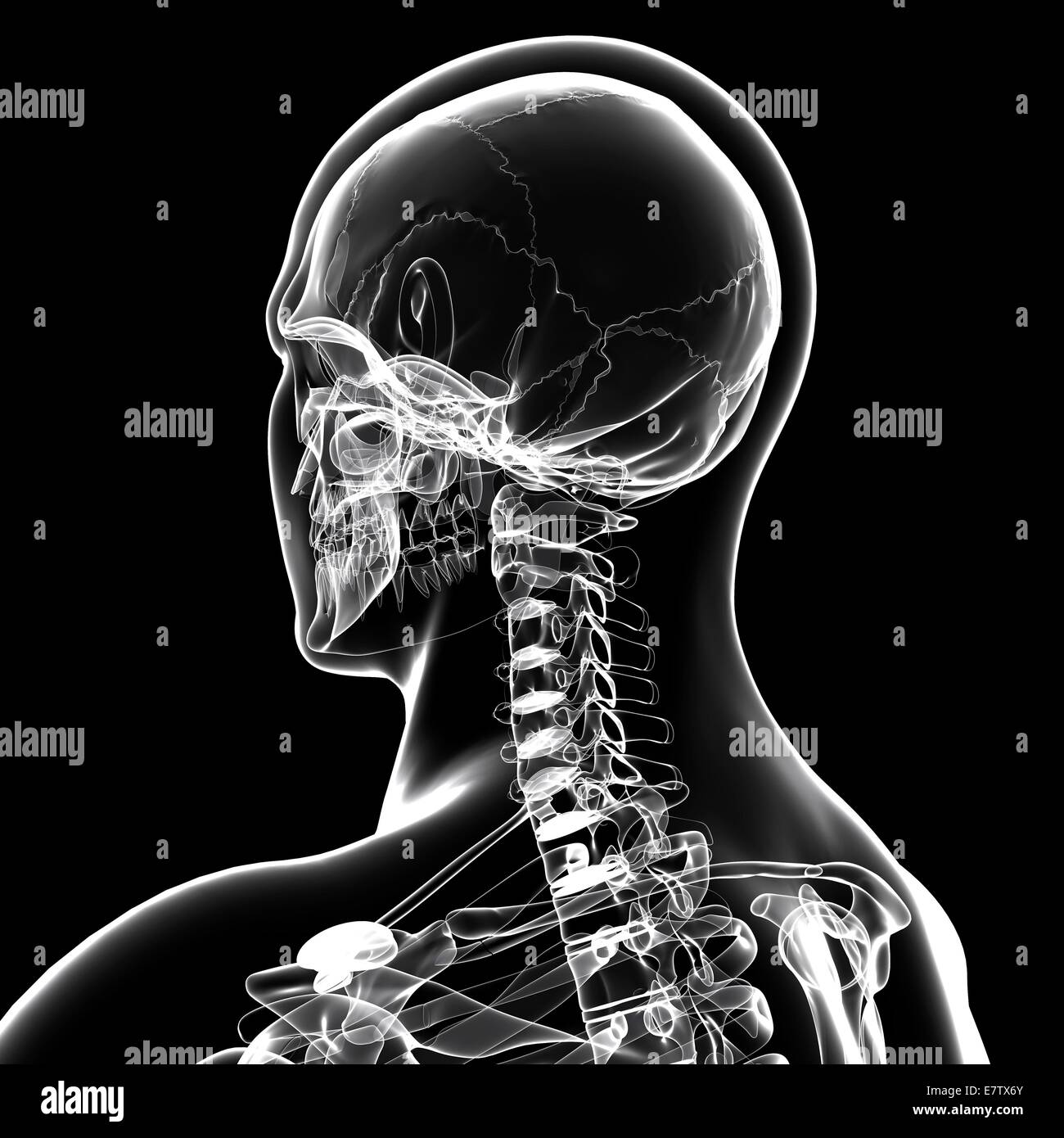 Human skull, computer artwork Stock Photo - Alamy