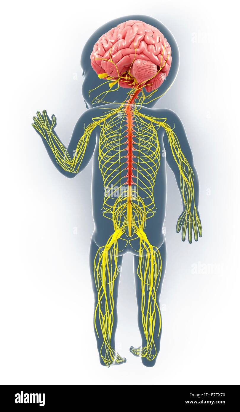 Baby's nervous system, computer artwork Stock Photo - Alamy